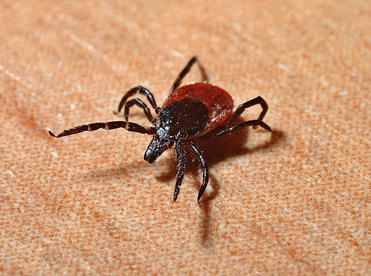 Tick Season - Informal Advice - British in Austria